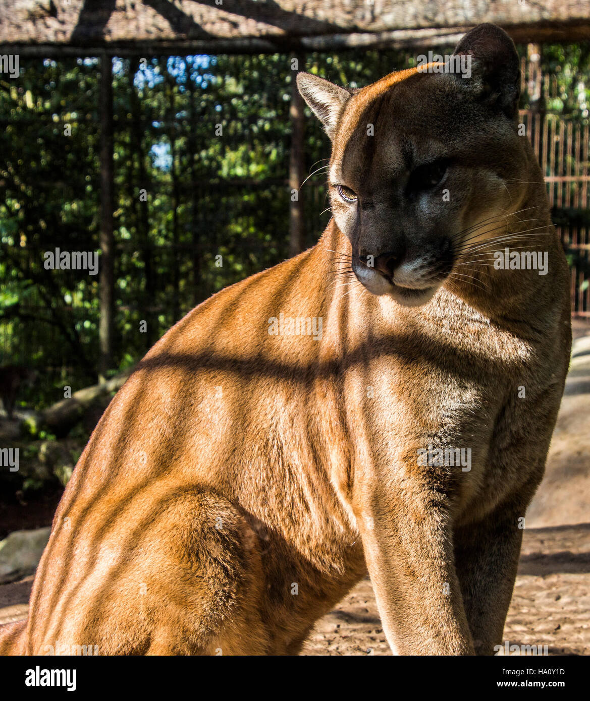 Mountain lion In Costa Rica Stock Photo - Alamy