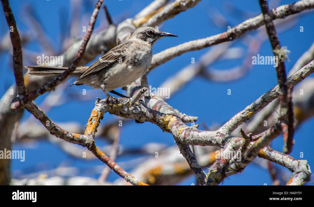 Galapagos Mockingbird in the Island of Isabela Galapagos Stock Photo ...