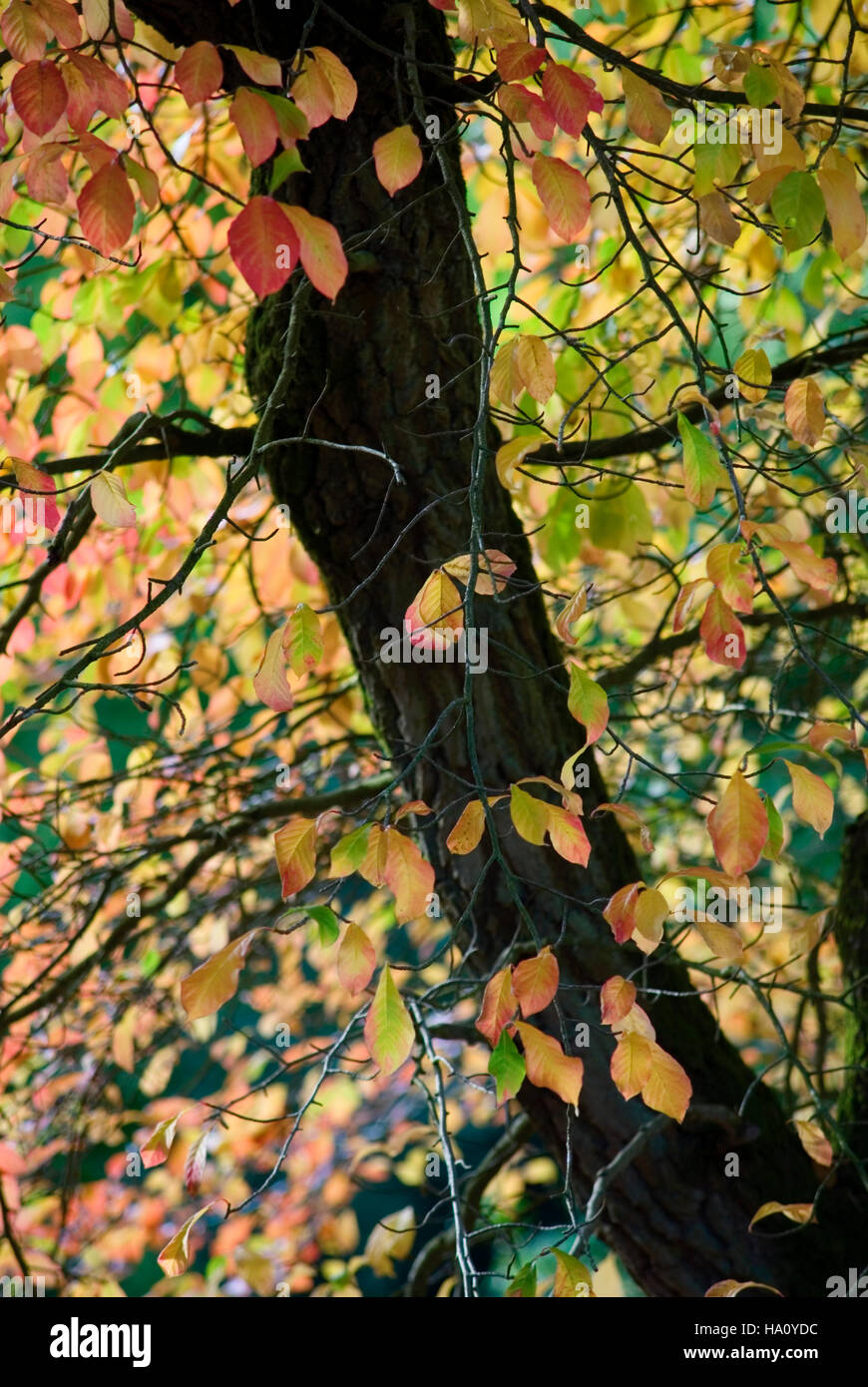 NYSSA SYLVATICA AUTUMN LEAF COLOUR Stock Photo - Alamy