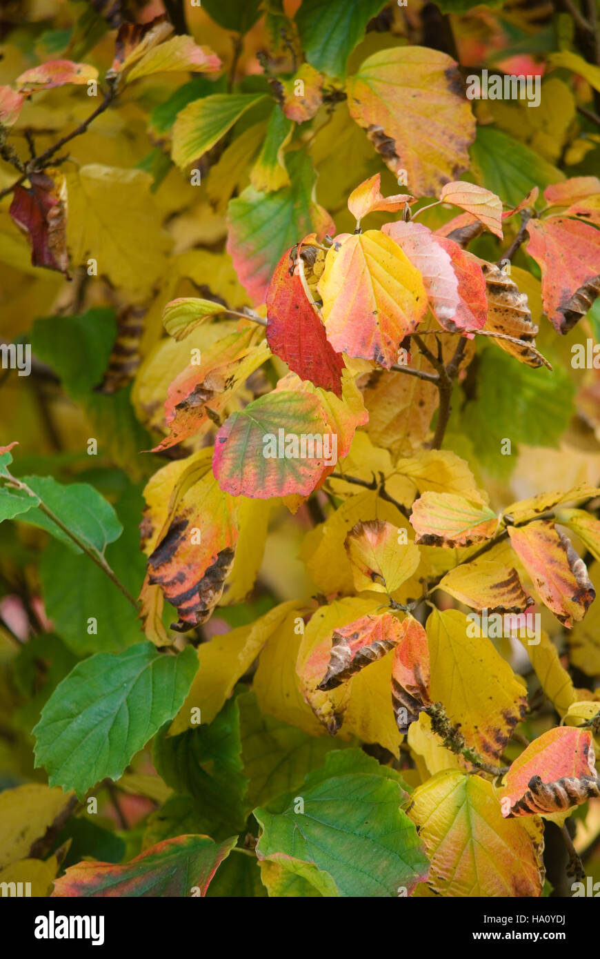 Fothergilla hi-res stock photography and images - Alamy