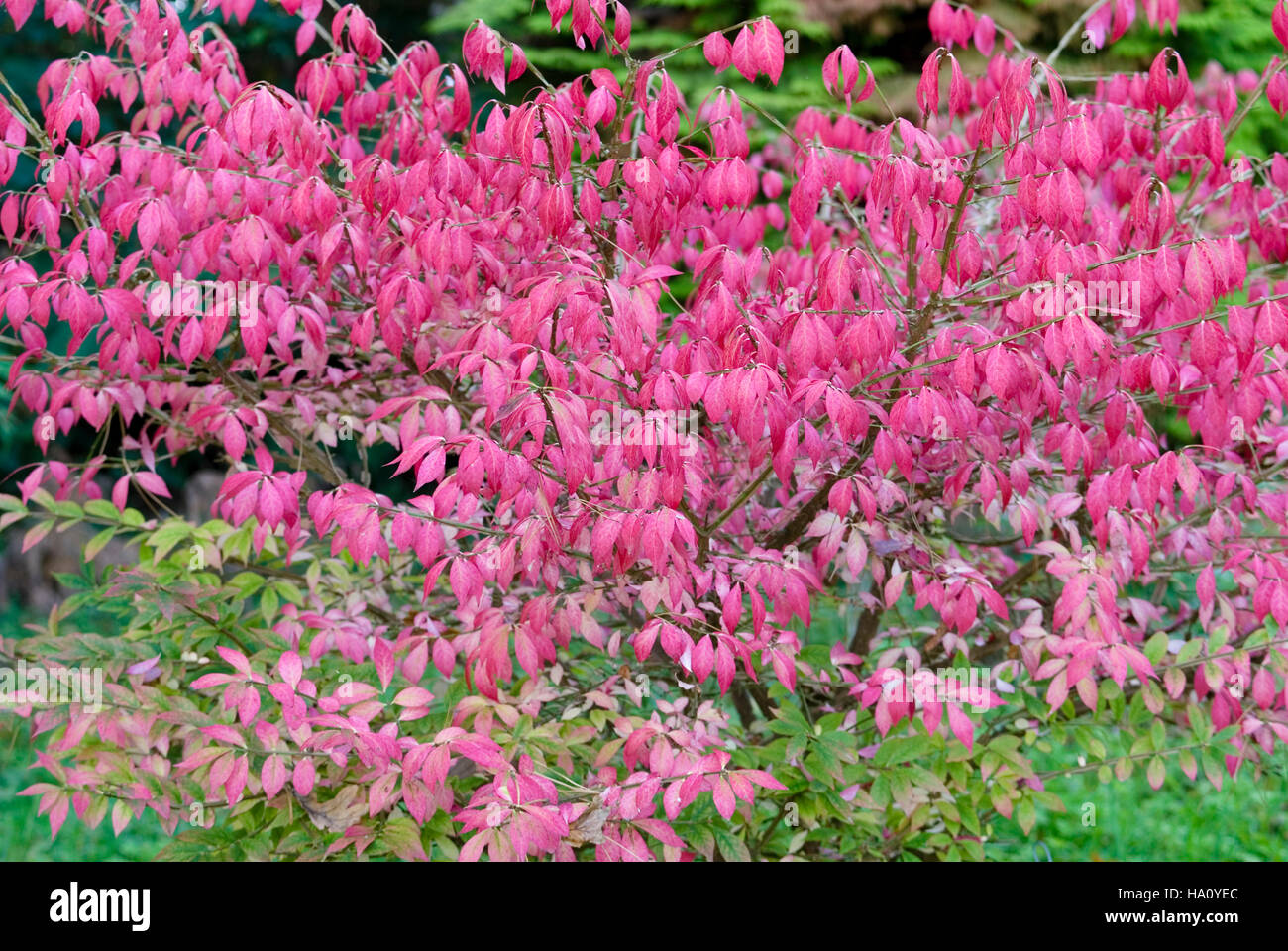 Euonymus alatus hi-res stock photography and images - Alamy