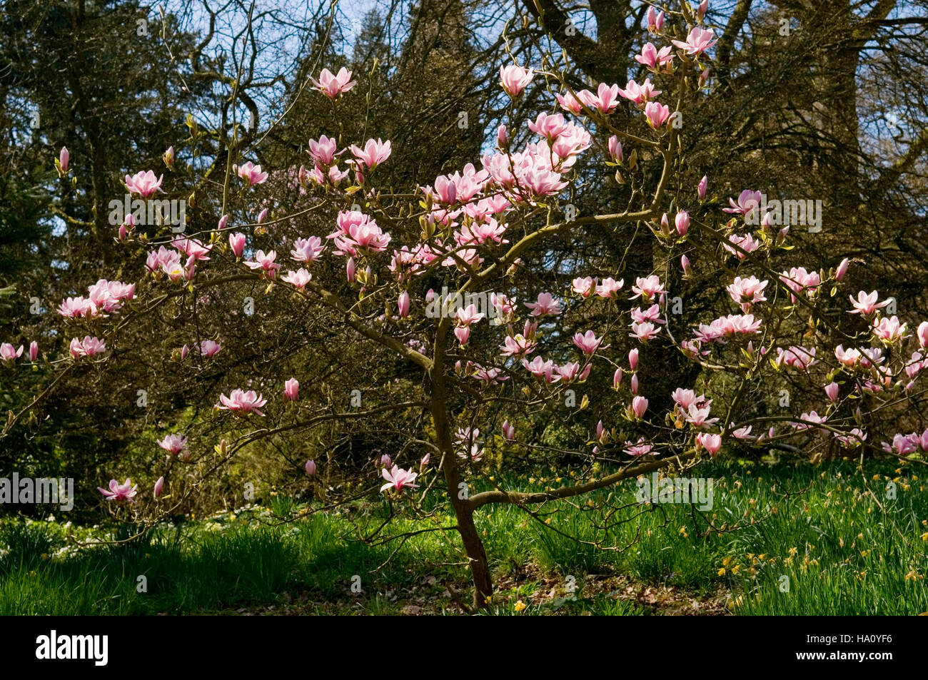 Pink forests hi-res stock photography and images - Alamy