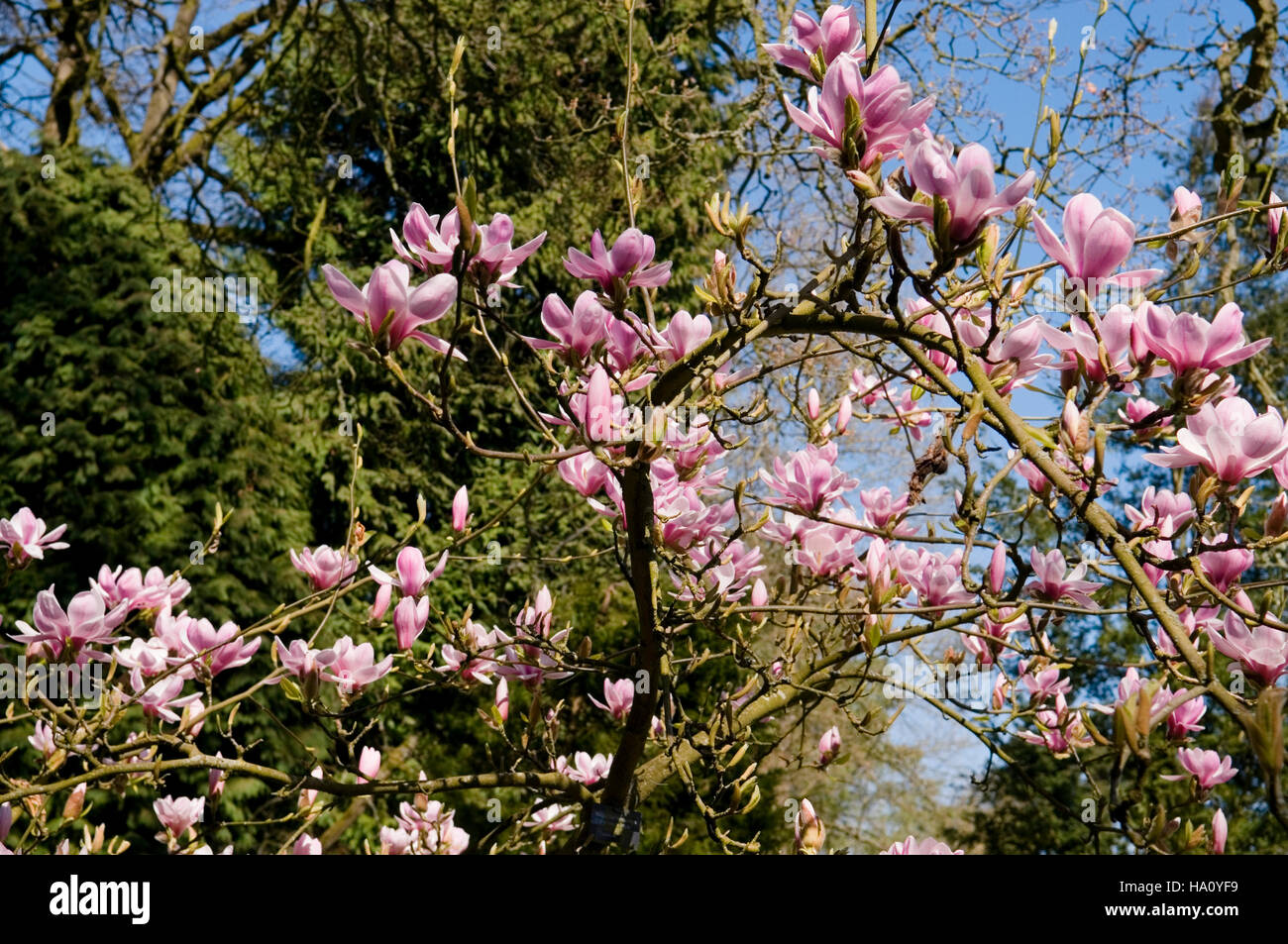 Magnolia denudata Forrests Pink Stock Photo - Alamy