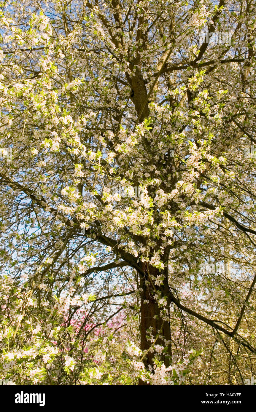 PRUNUS CERASIFERA SPRING BLOSSOM Stock Photo - Alamy
