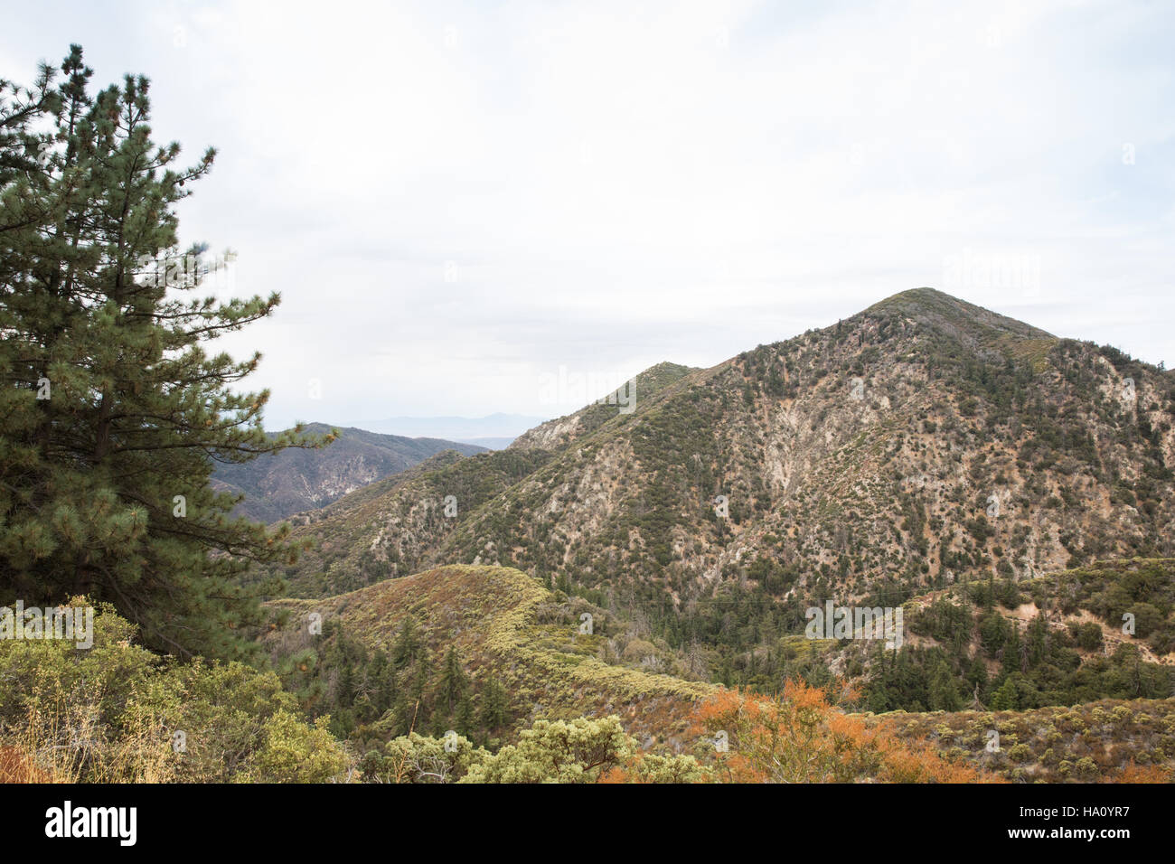 an overgrown path on a mountain Stock Photo - Alamy