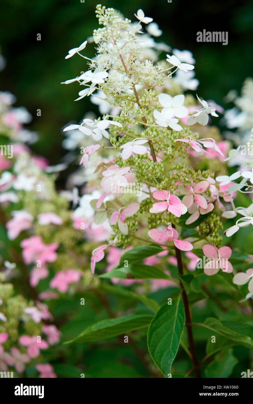Hydrangea paniculata Big Ben Stock Photo - Alamy