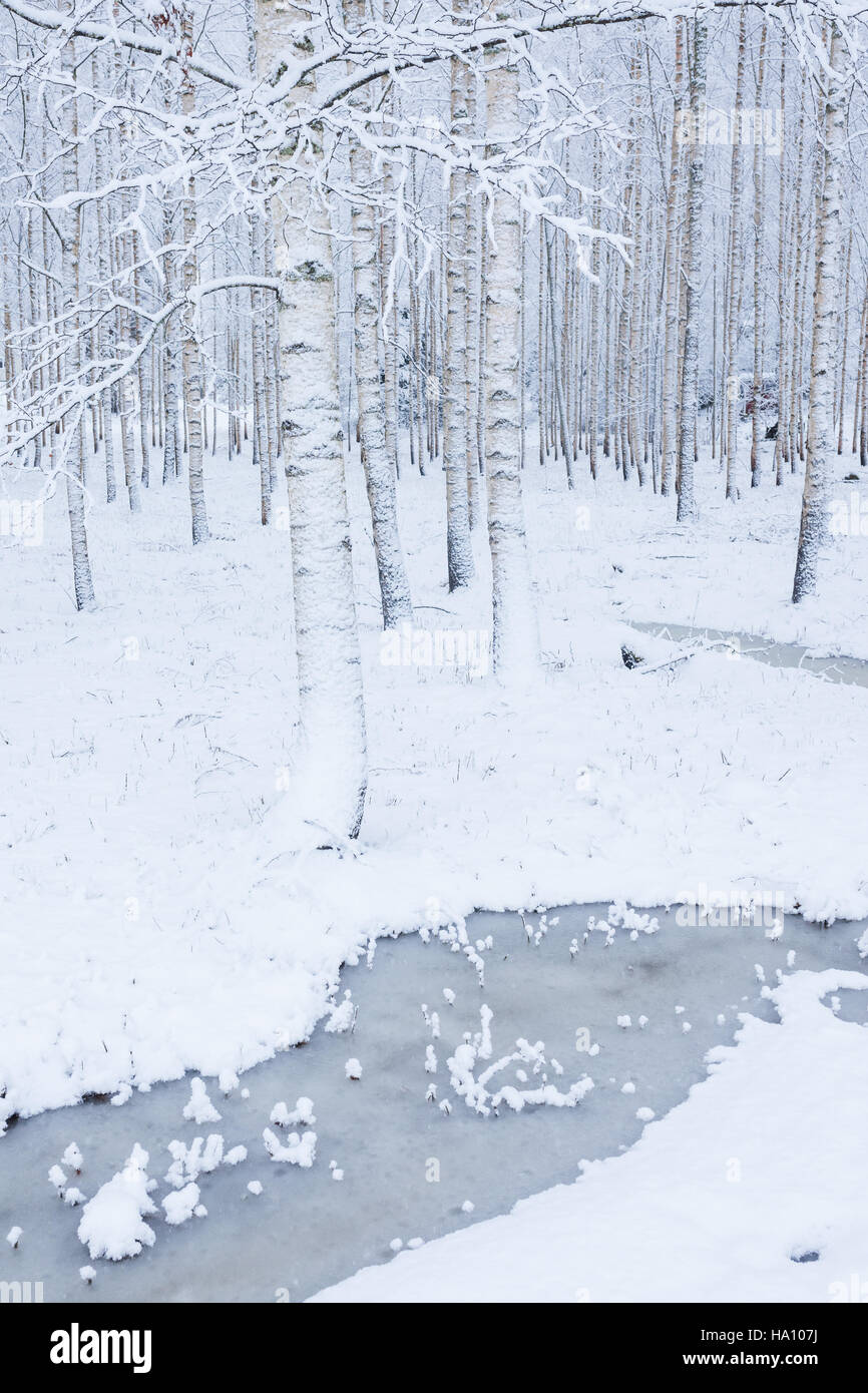 Birchwood in winter hi-res stock photography and images - Alamy