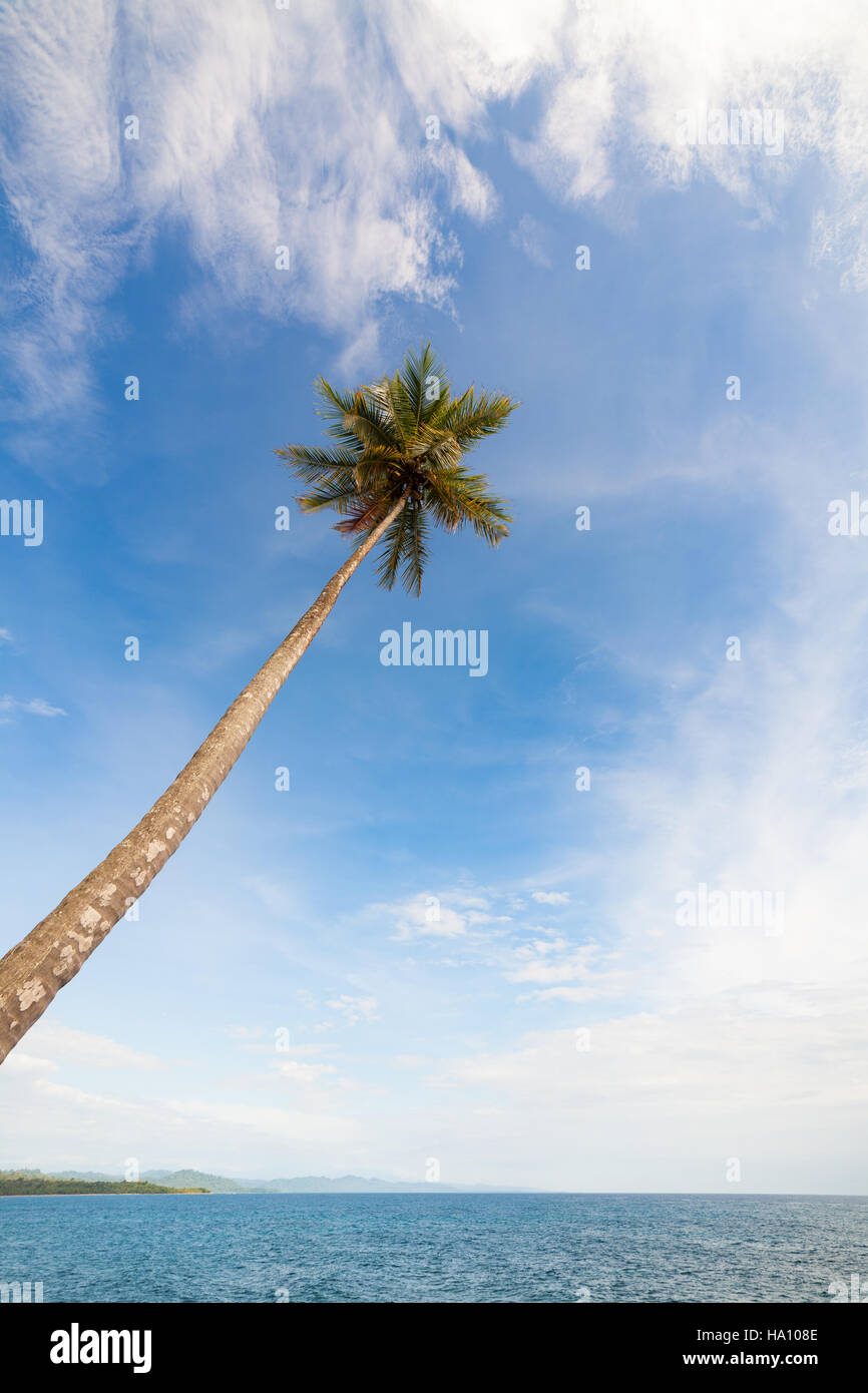 Tall palm tree hi-res stock photography and images - Alamy