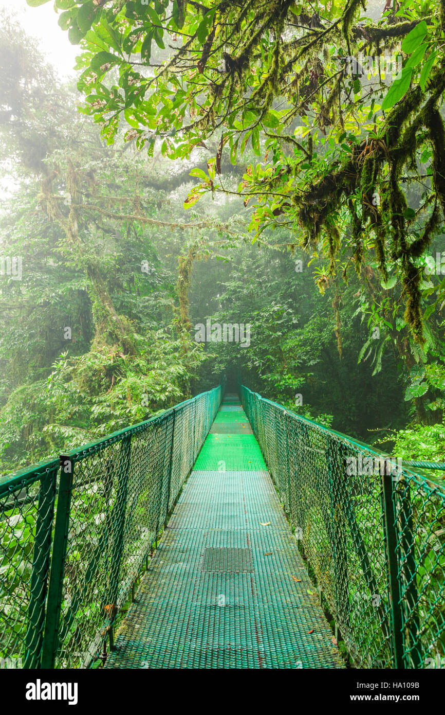 Suspension bridge in rainforest Stock Photo - Alamy