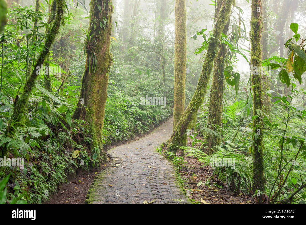 Stone path in rainforest Monteverde Costa Rica Stock Photo - Alamy