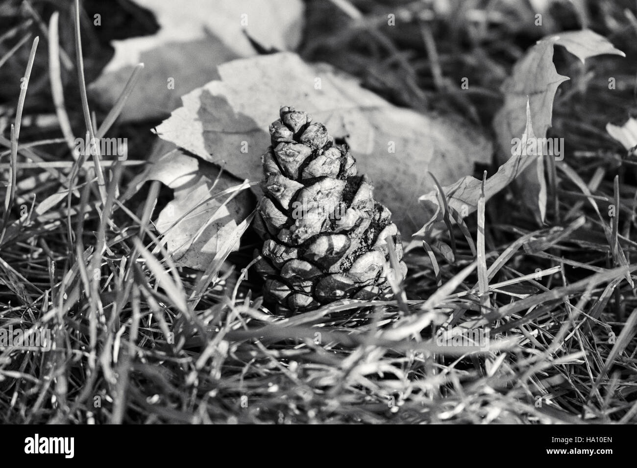 Pine Cone & leaf in the Autumn Stock Photo - Alamy