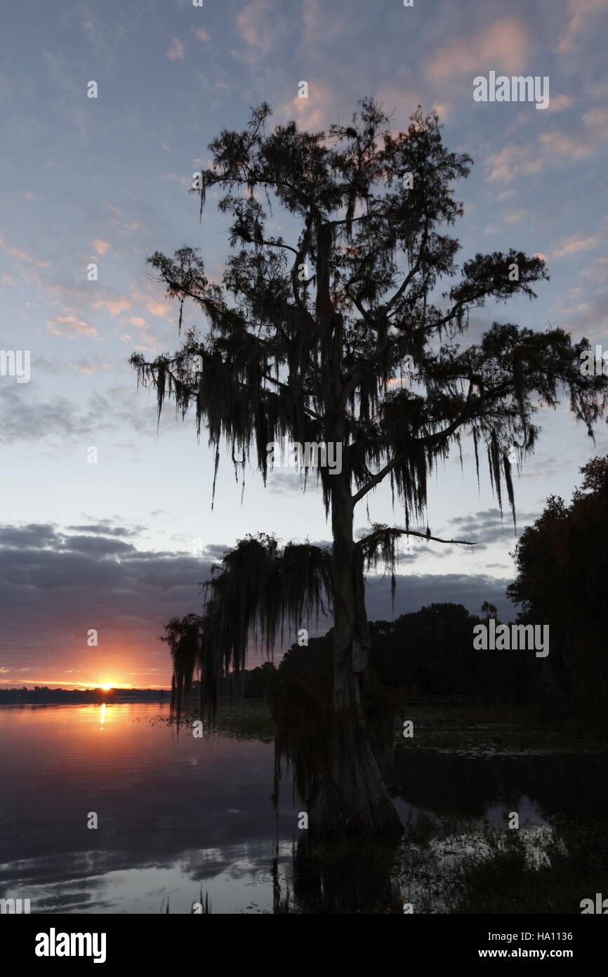 Cypress Tree With Moss High Resolution Stock Photography and Images - Alamy