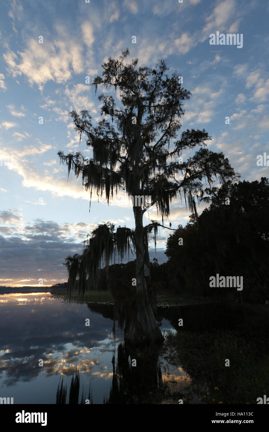 Cypress tree with Spanish Moss at sunrise, Florida Stock Photo - Alamy