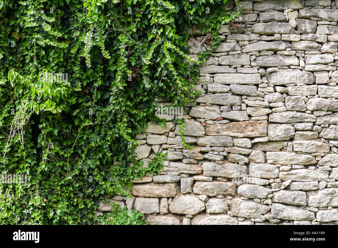 Old stone wall with ivy as background Stock Photo - Alamy