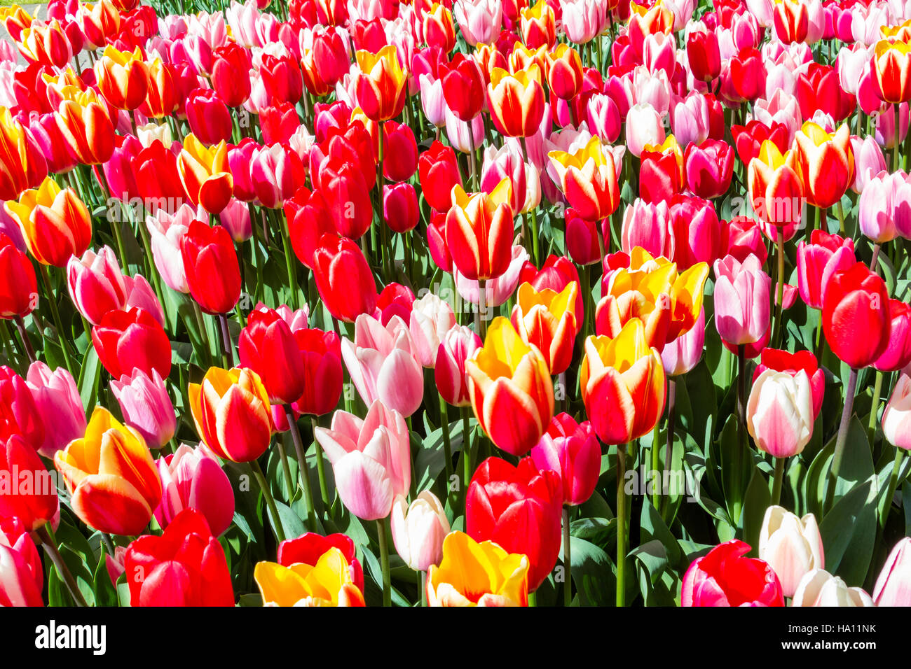 Tulipa Spring Surprise Stock Photo - Alamy