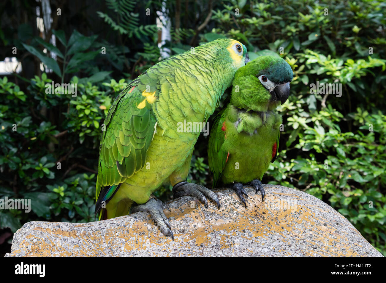 Parrots loving hi-res stock photography and images - Alamy