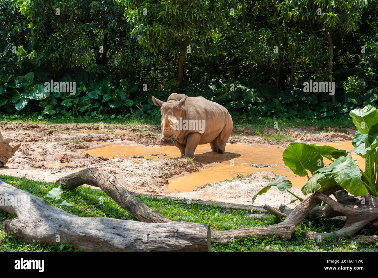 African White Rhino enjoying bath and sun Stock Photo - Alamy
