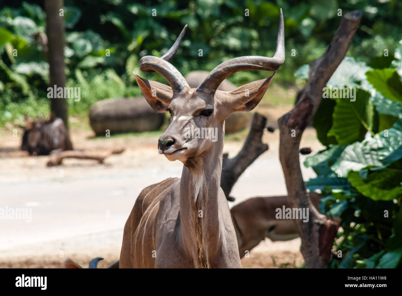 The Wild Antelope Family Grass Greater Kudu Stock Photo - Alamy