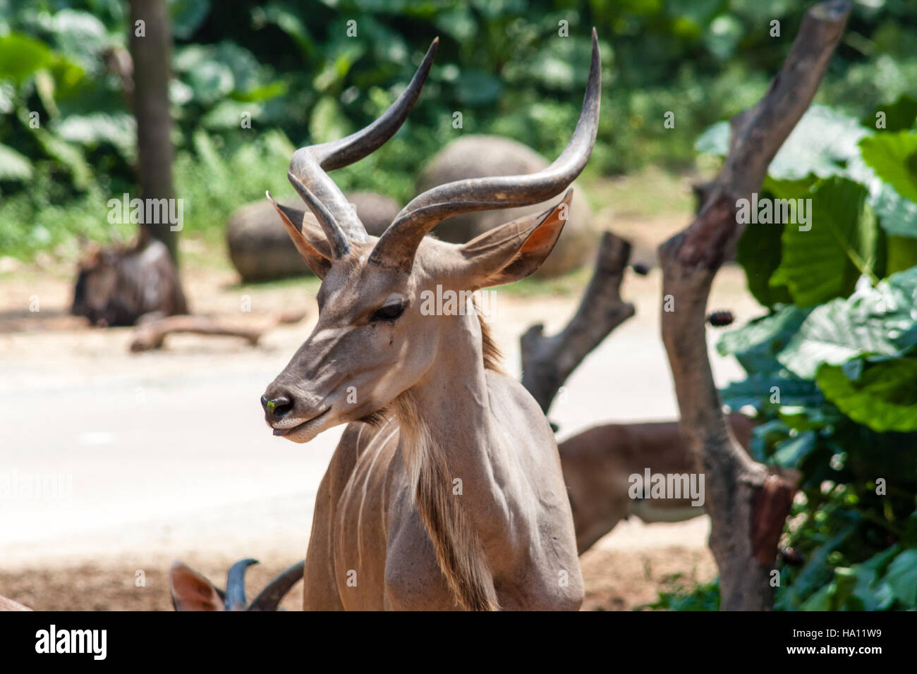 The Wild Antelope Family Grass Greater Kudu Stock Photo - Alamy