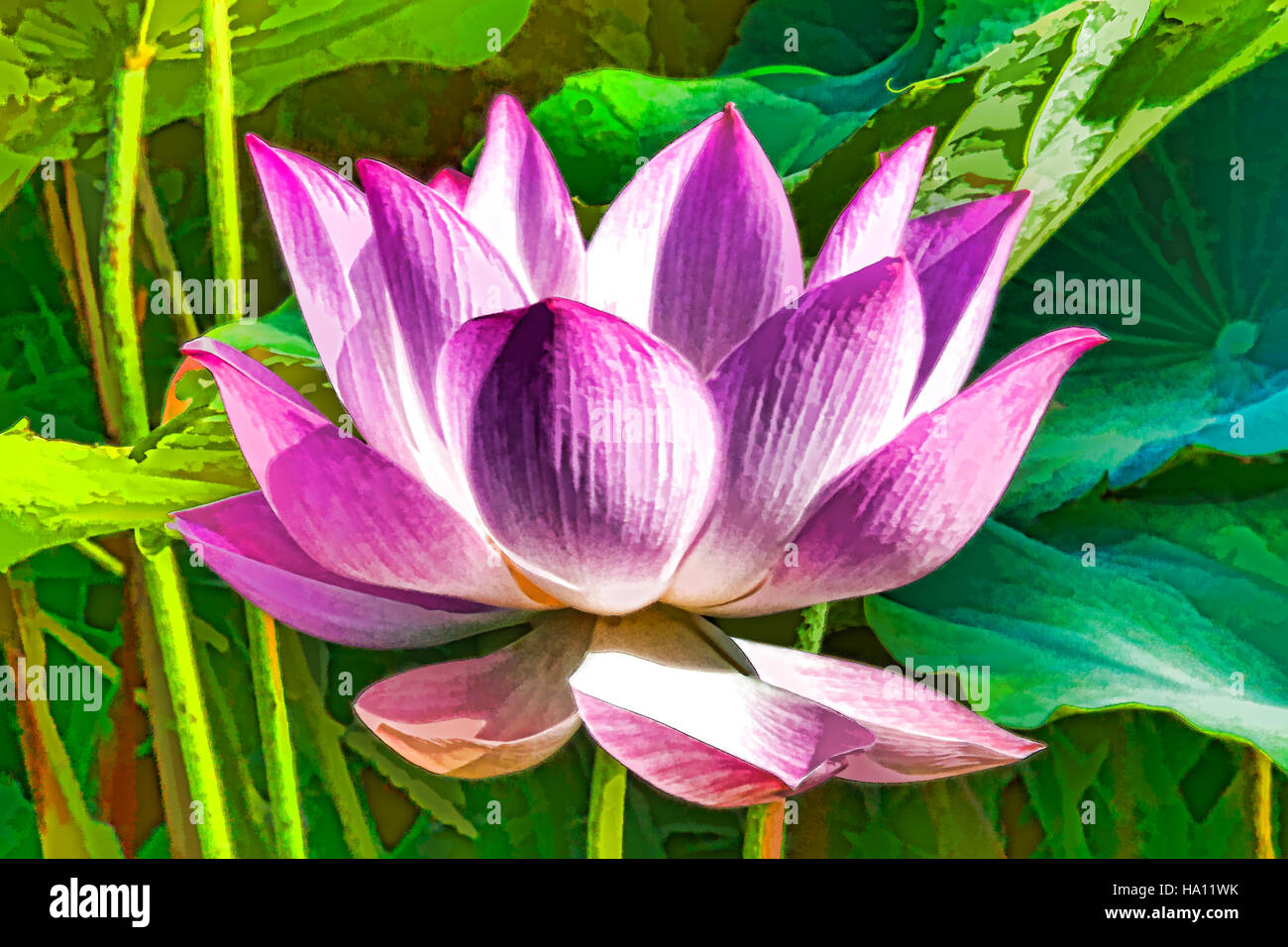 Single Lotus flower graphism Stock Photo - Alamy
