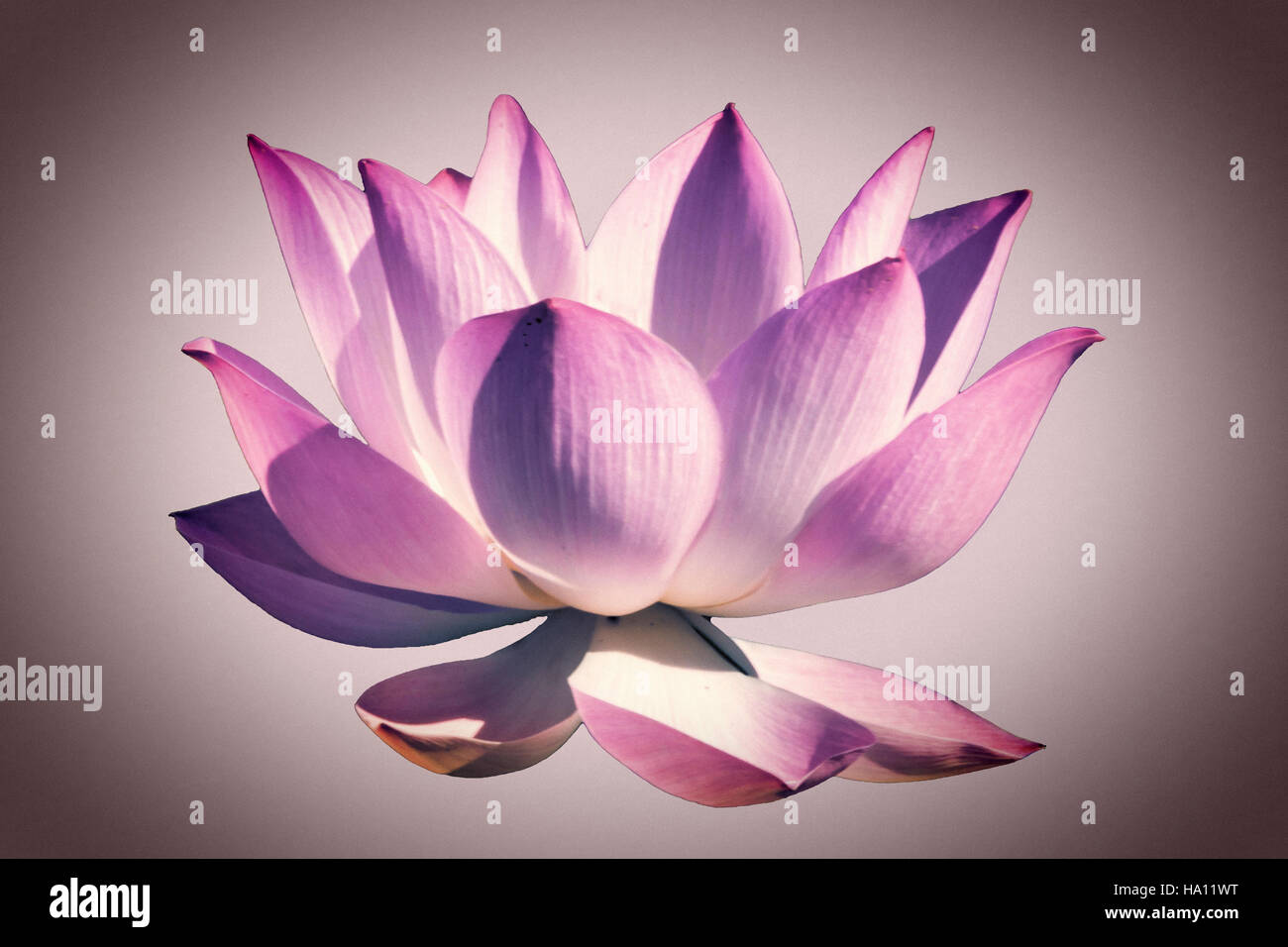 Single Lotus flower graphism Stock Photo - Alamy