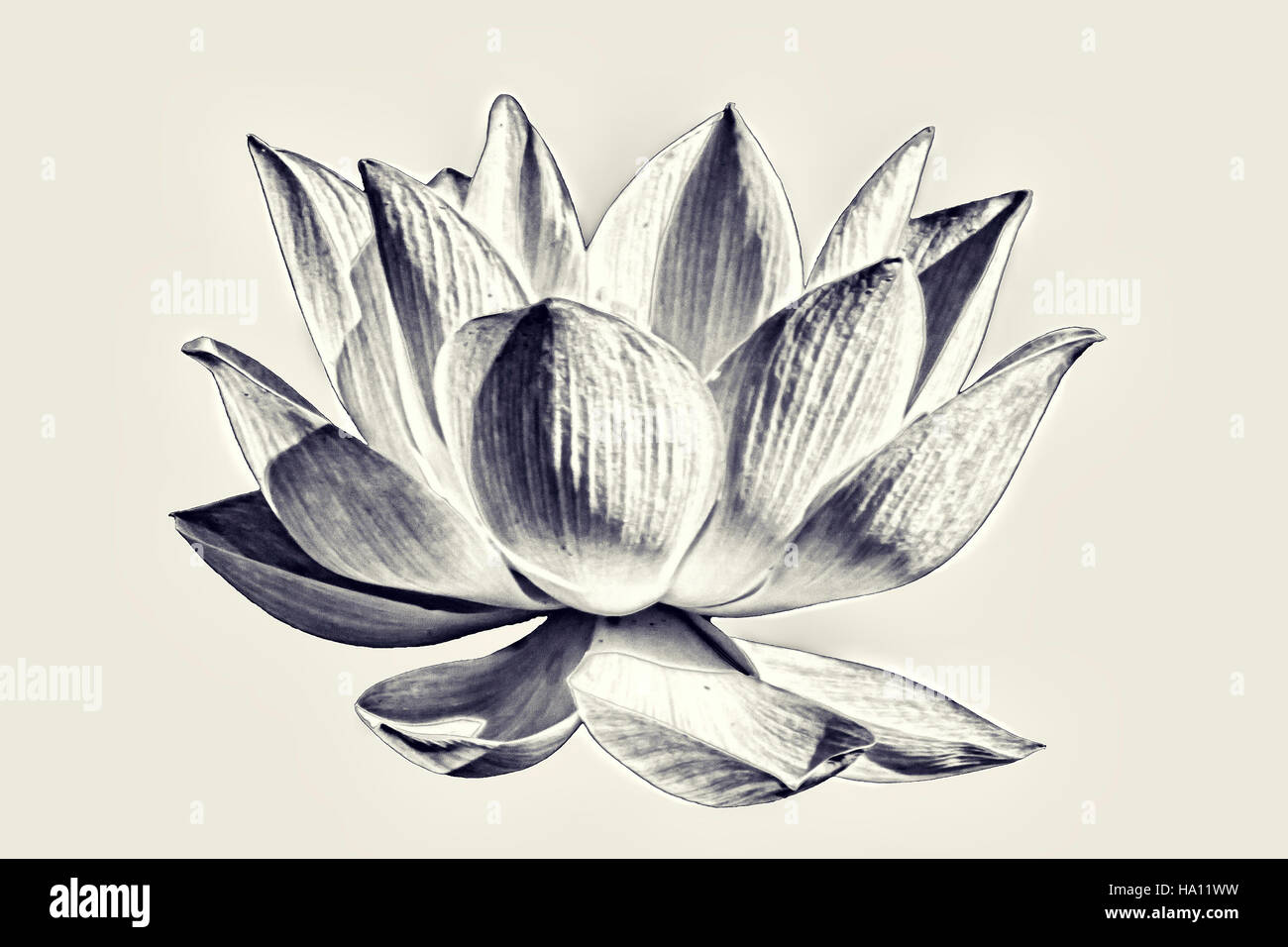 Single Lotus flower graphism Stock Photo - Alamy