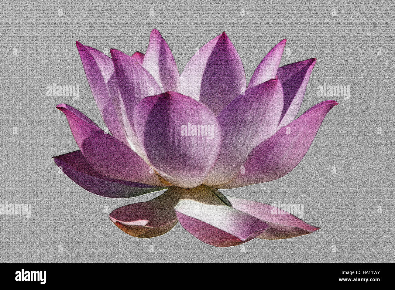 Single Lotus flower graphism Stock Photo - Alamy
