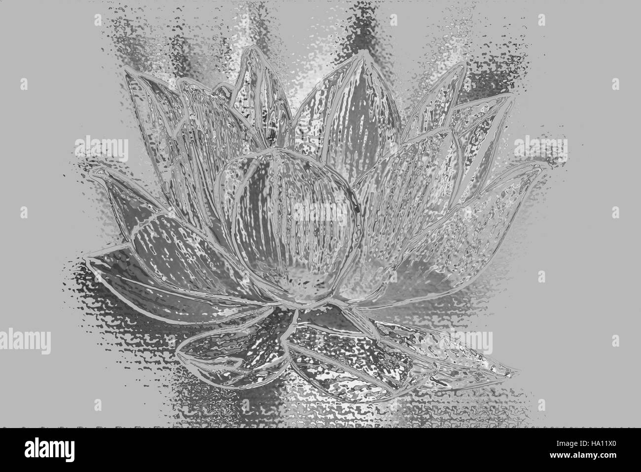 Single Lotus flower graphism Stock Photo - Alamy