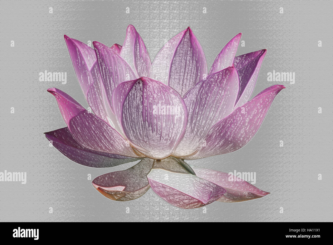 Single Lotus flower graphism Stock Photo - Alamy