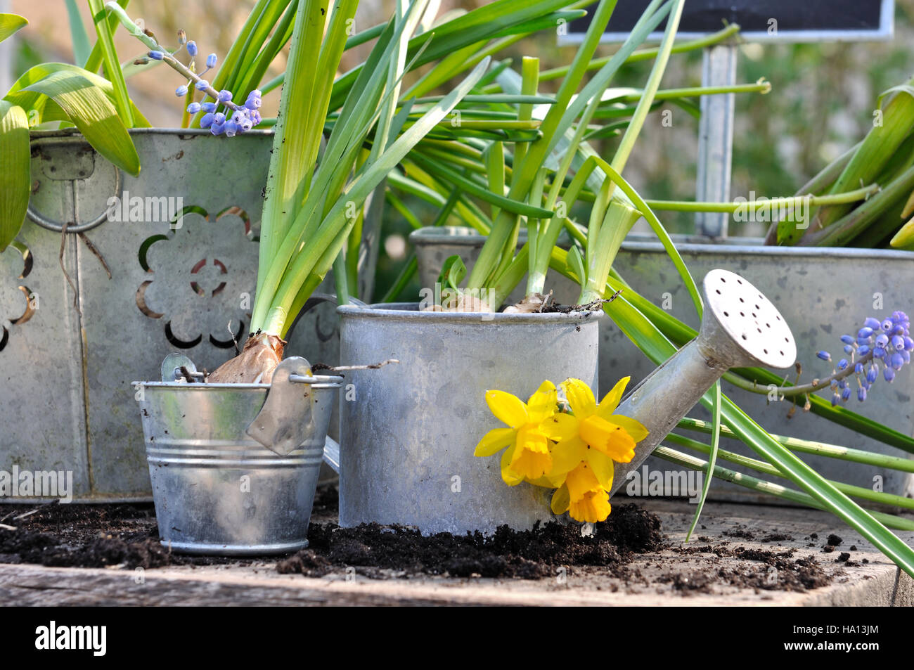 various metal flower pots on a garden table with spring flowers Stock ...