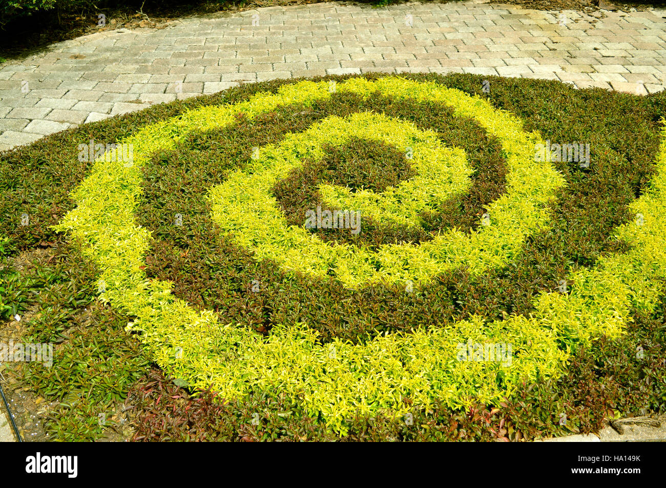 Small plants in a spiral pattern Stock Photo - Alamy