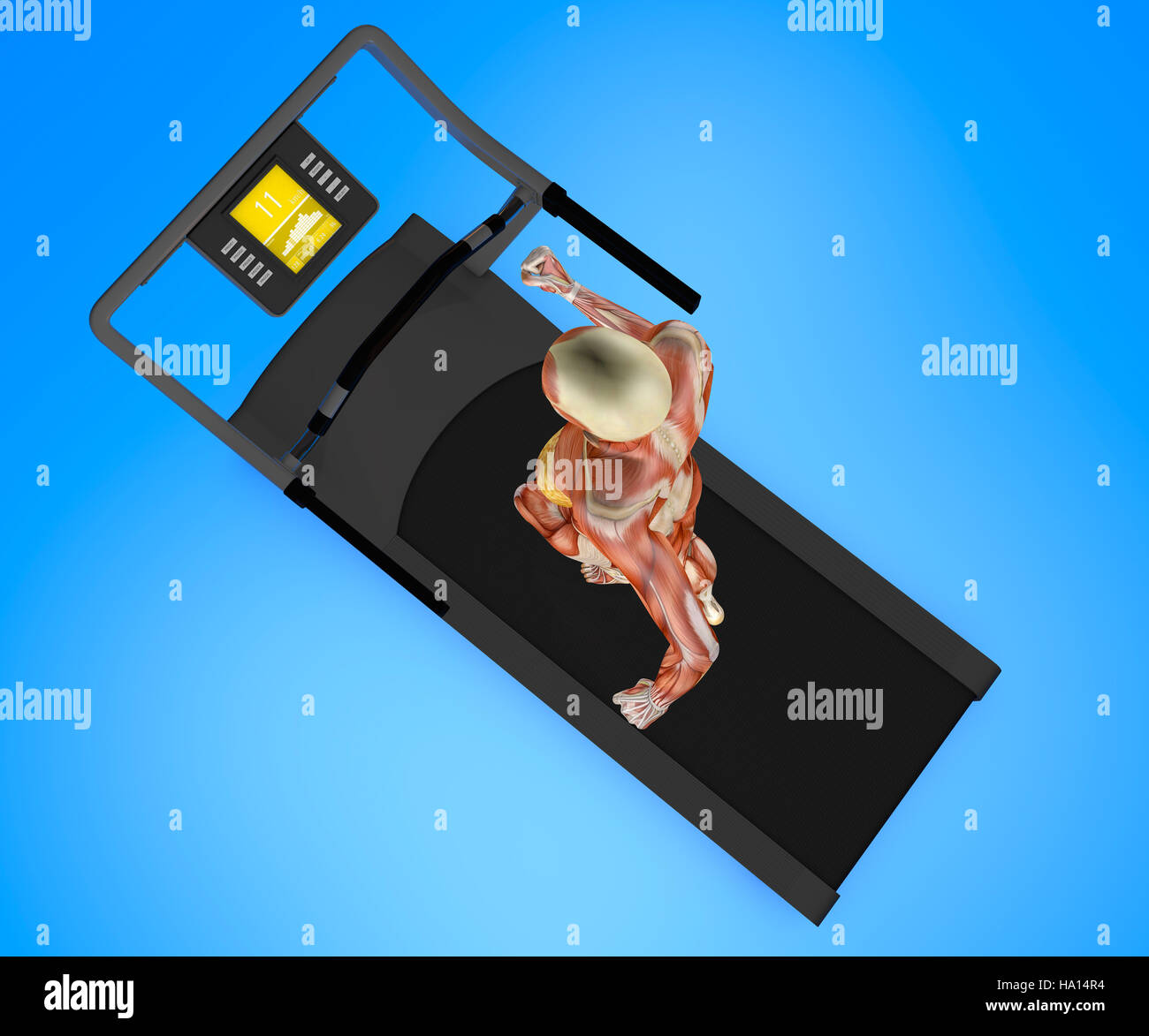 human body, woman running, muscular system, treadmill, gym, gymnastics ...