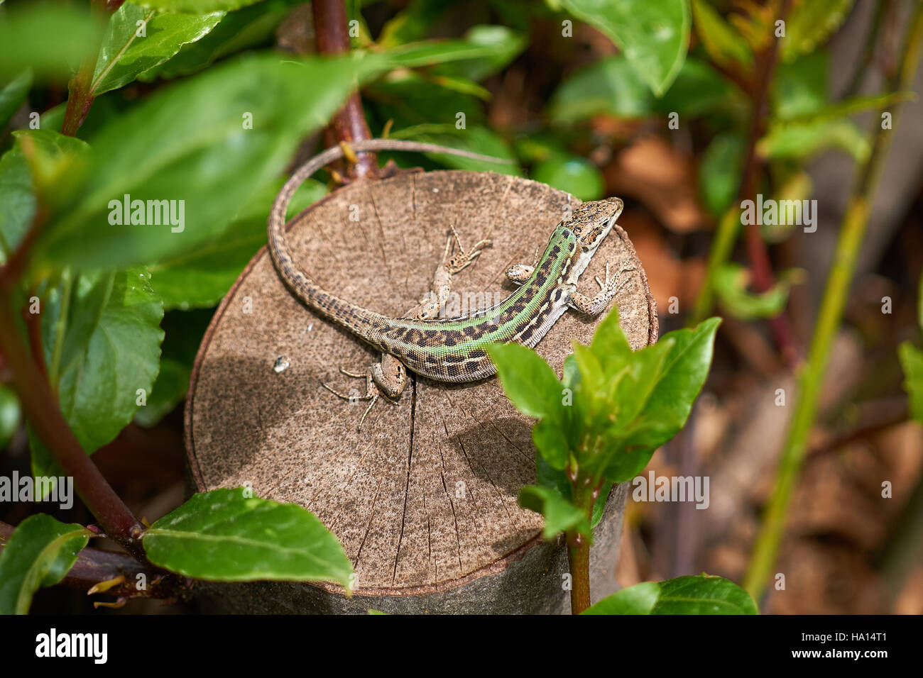 Small lizard on tree hi-res stock photography and images - Alamy