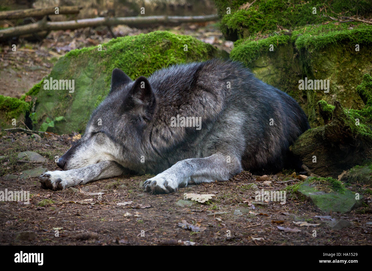 Sleeping wolf hi-res stock photography and images - Alamy