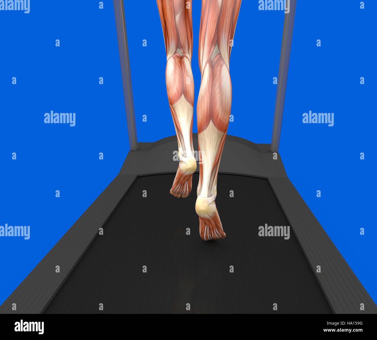 Human anatomy running muscles hi-res stock photography and images - Alamy