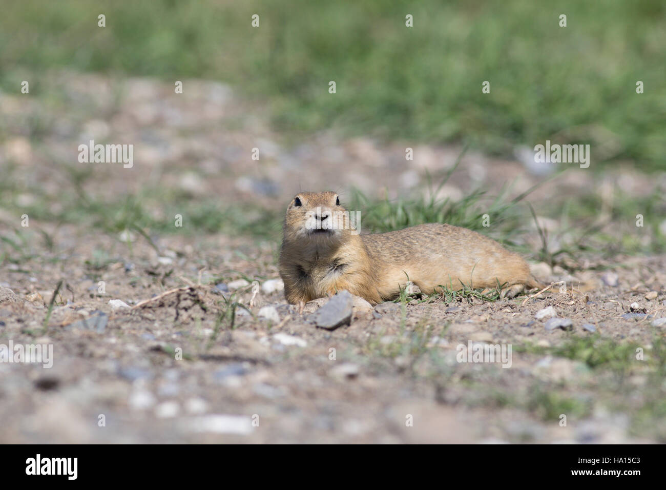 Richardson's ground squirrel (Urocitellus richardsonii / Gopher) along ...