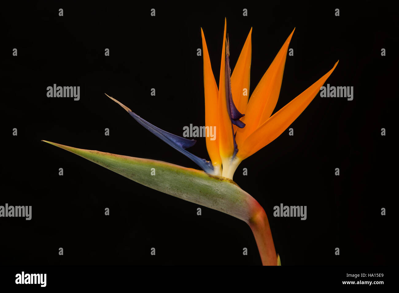 Bird of Paradise flower, Strelitzia, of the family Strelitziaceae, on a ...