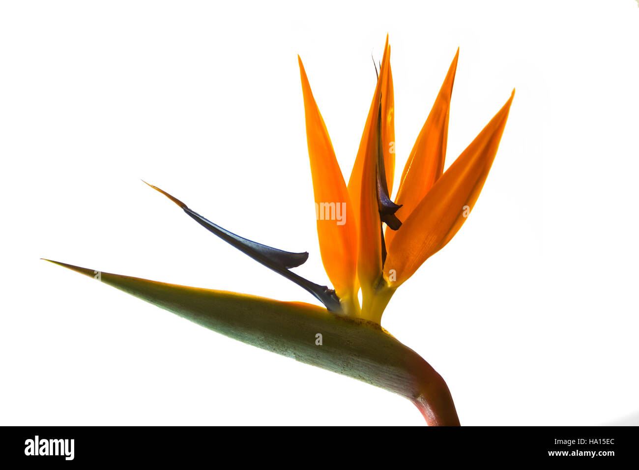 Bird of Paradise flower, Strelitzia, of the family Strelitziaceae, on a ...