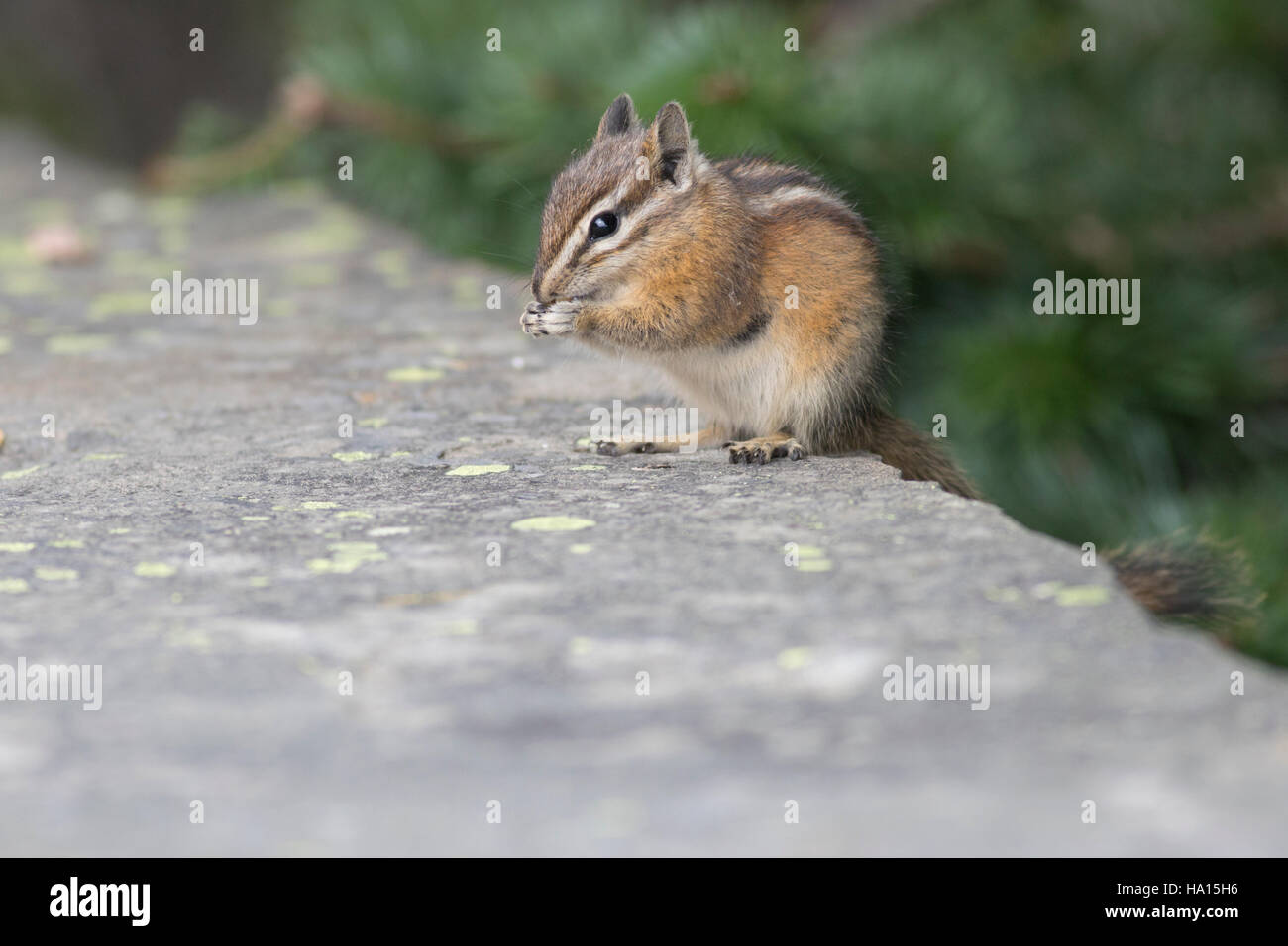 Endemic olympic national park hi-res stock photography and images - Alamy