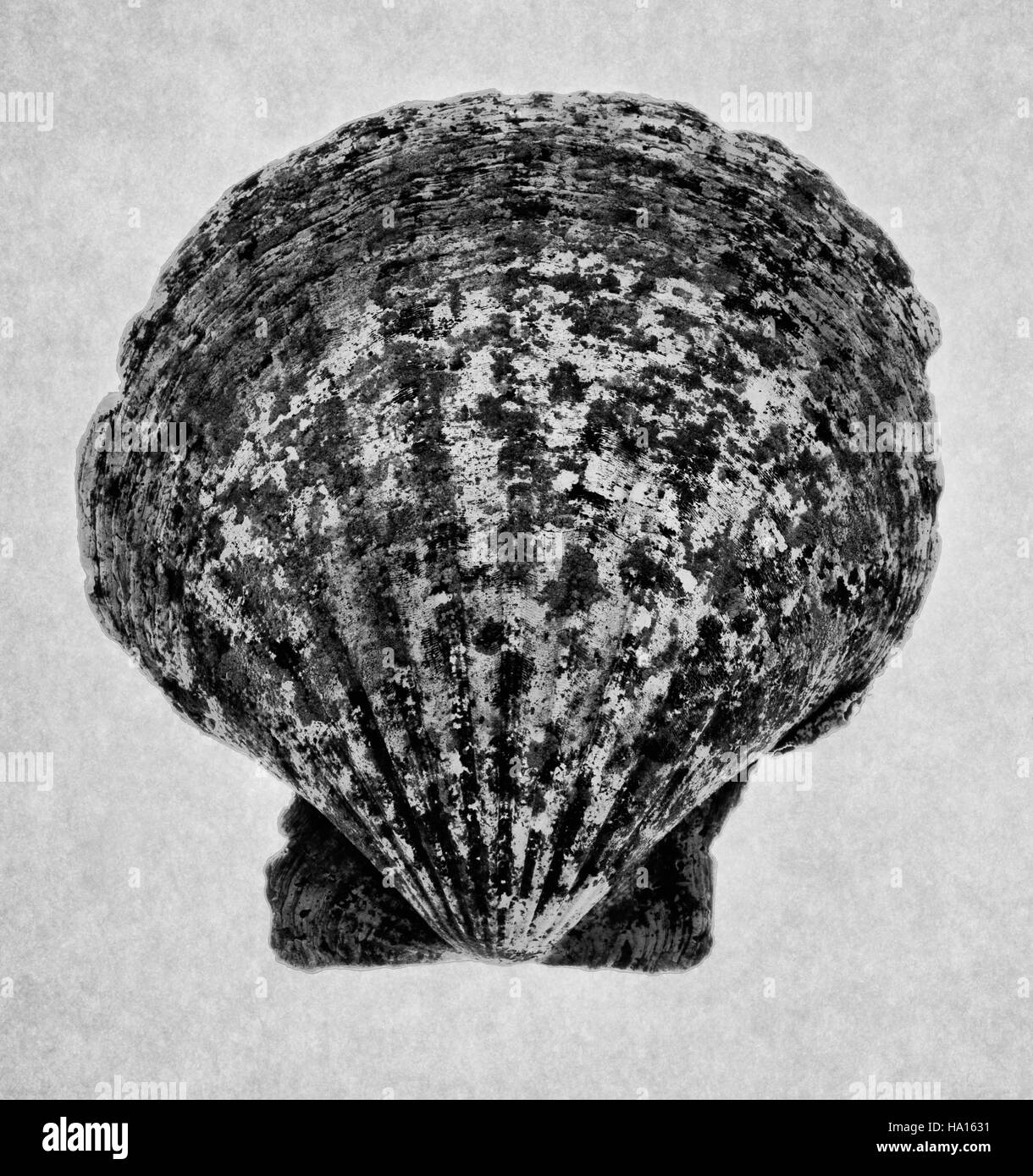 Symbol of pilgrims shell Black and White Stock Photos & Images - Alamy