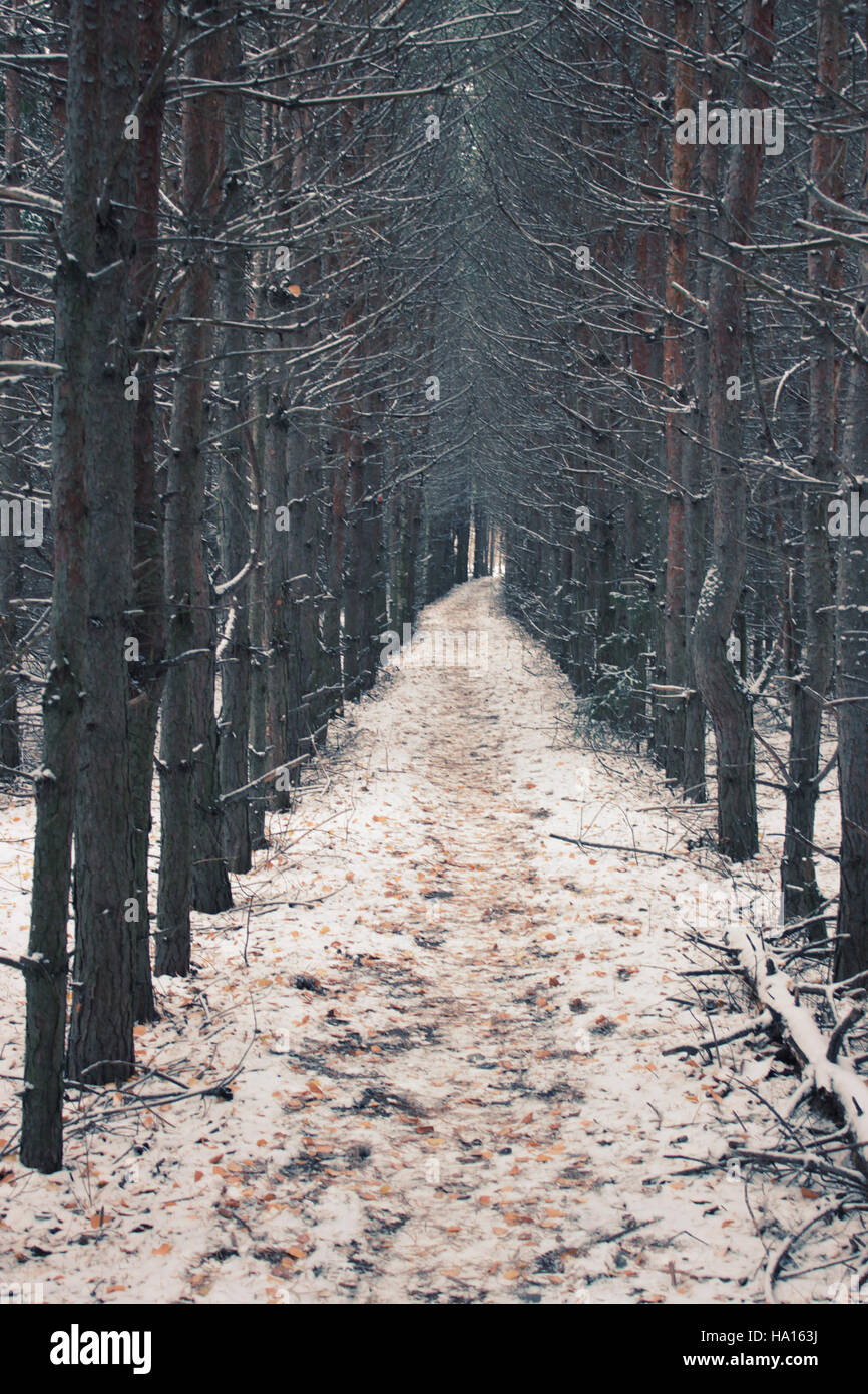 path in the winter forest, pine trees Stock Photo - Alamy