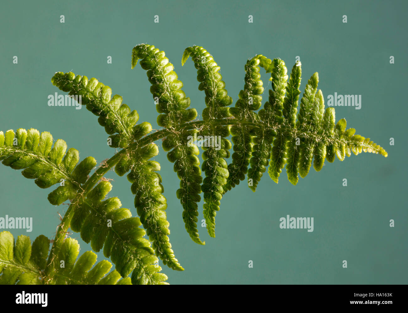 common fern or common lady-fern Stock Photo - Alamy