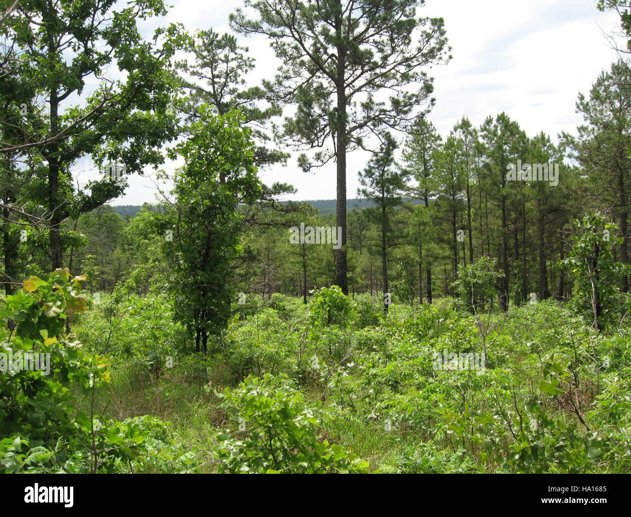 A detailed study of the diverse tree species in Oklahoma, focusing on ...