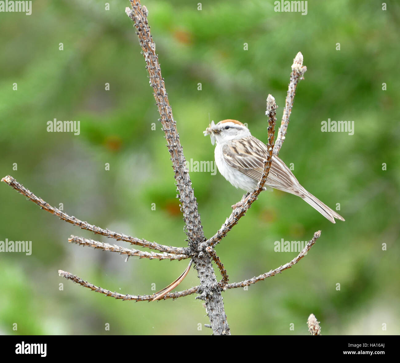 The Chipping Sparrow, commonly found in Yellowstone National Park, is ...