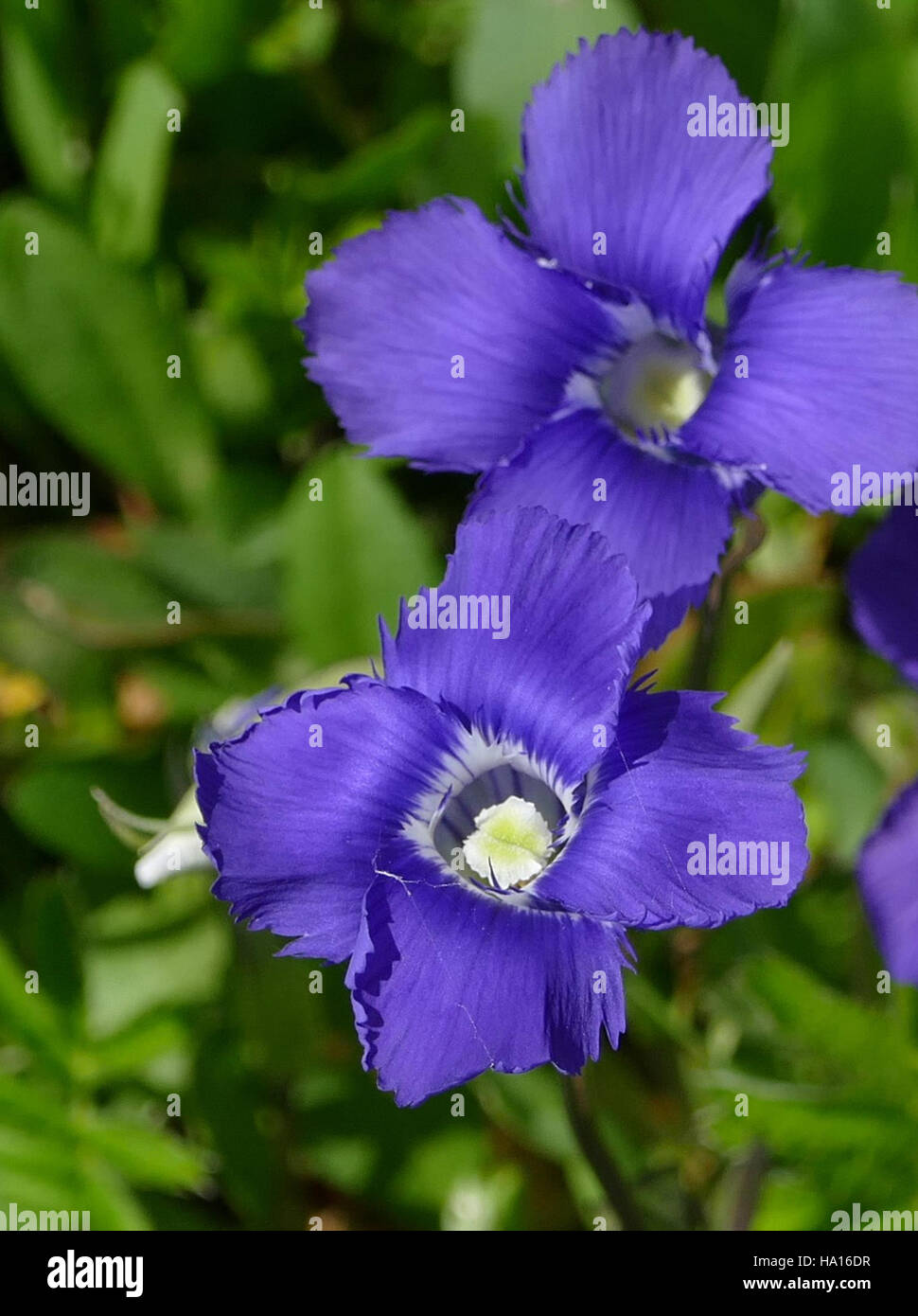 Fringed gentian, a striking wildflower, flourishes in the diverse ...