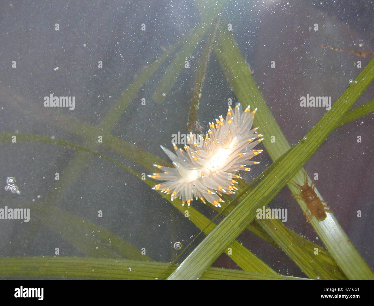 Nudibranch sea slug in hi-res stock photography and images - Alamy