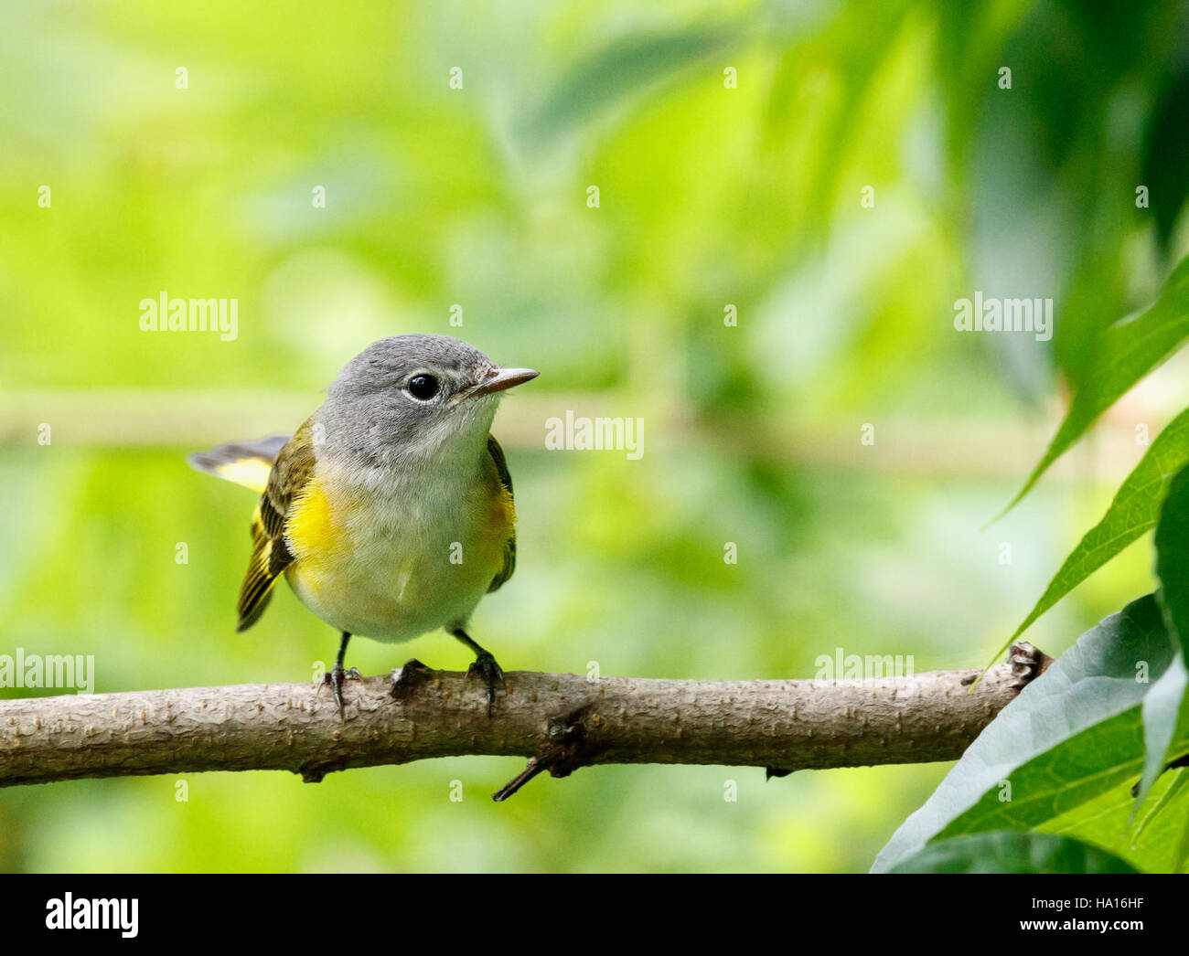 Female American Redstart High Resolution Stock Photography and Images ...