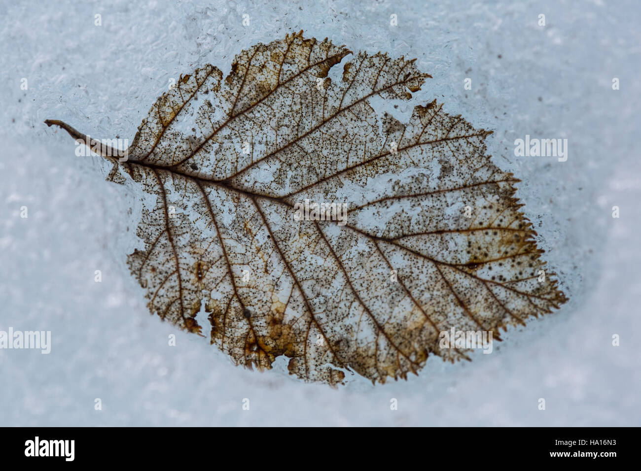 Leaf decay on a glacier in Alaska illustrates the role of organic ...