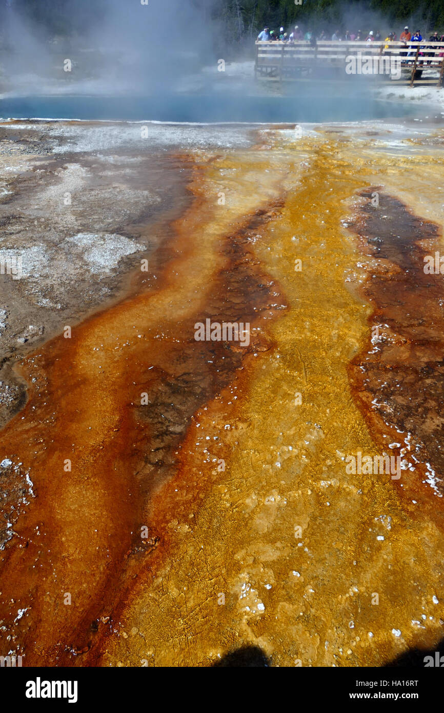 Thermophiles thrive in the extreme conditions of Yellowstone National ...