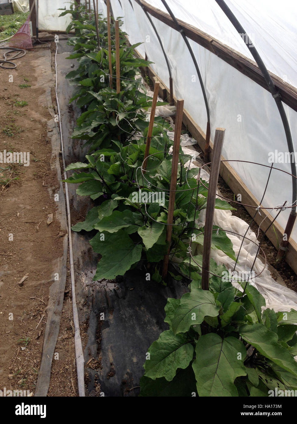 Tamarack trees are highlighted for their role in various ecosystems ...